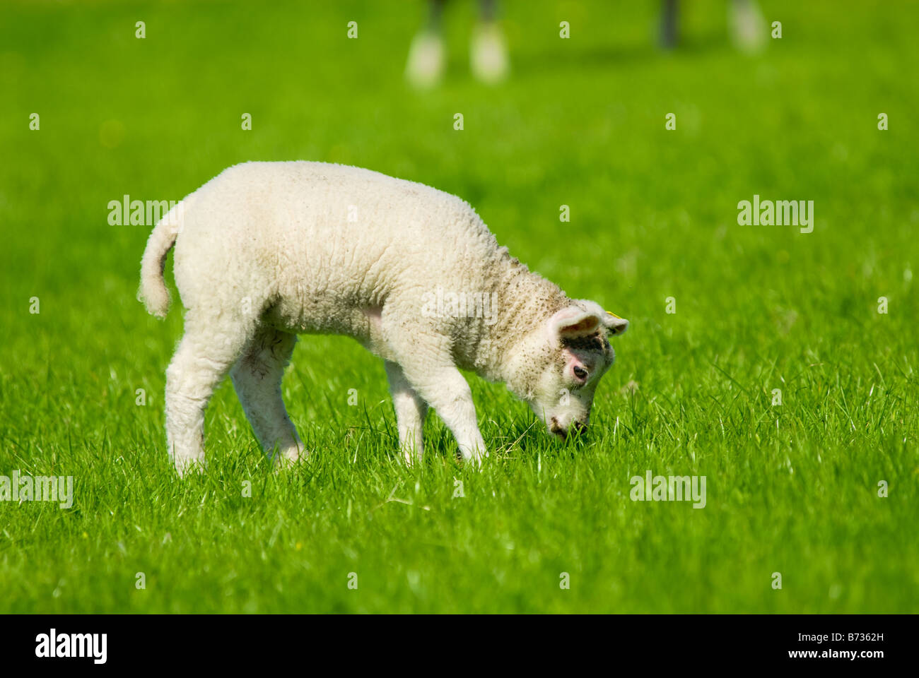 Lamb and grass hi-res stock photography and images - Alamy
