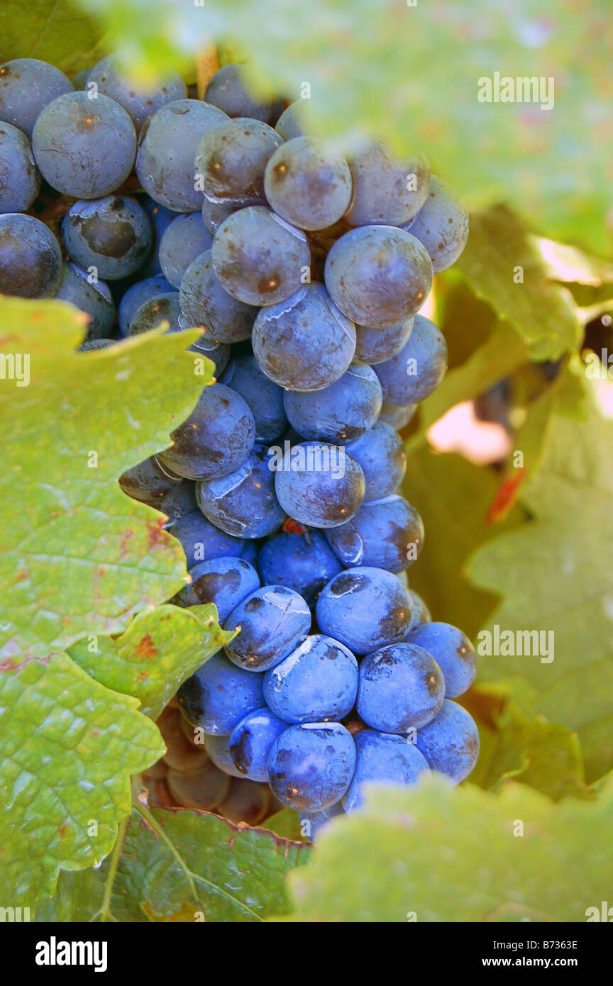 fresh grape in garden Stock Photo - Alamy