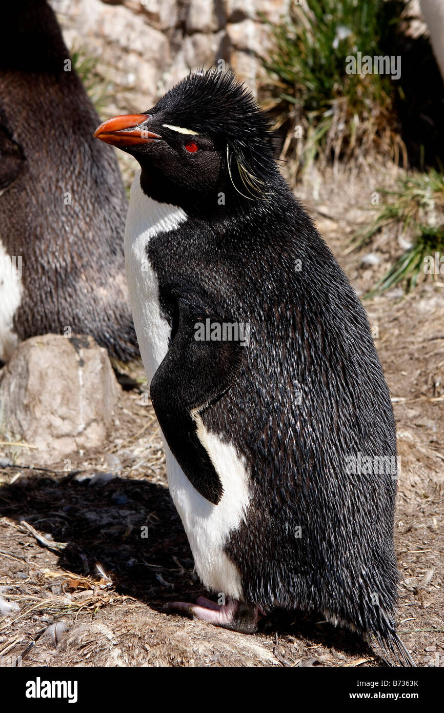 Penguin rockhopper nest hi-res stock photography and images - Alamy