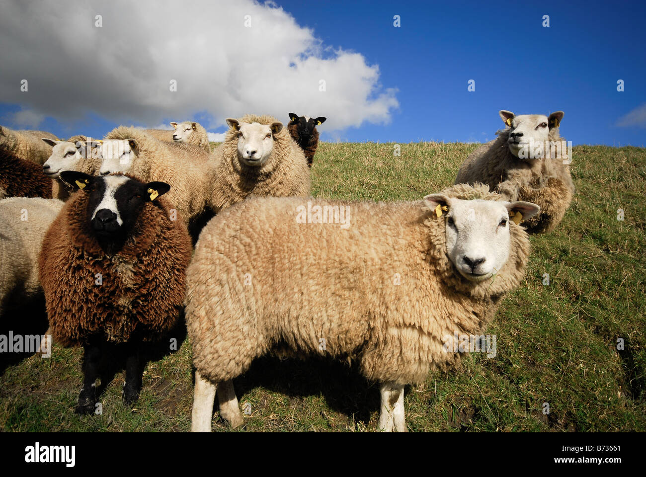 sheep looking at the camera in spring Stock Photo - Alamy