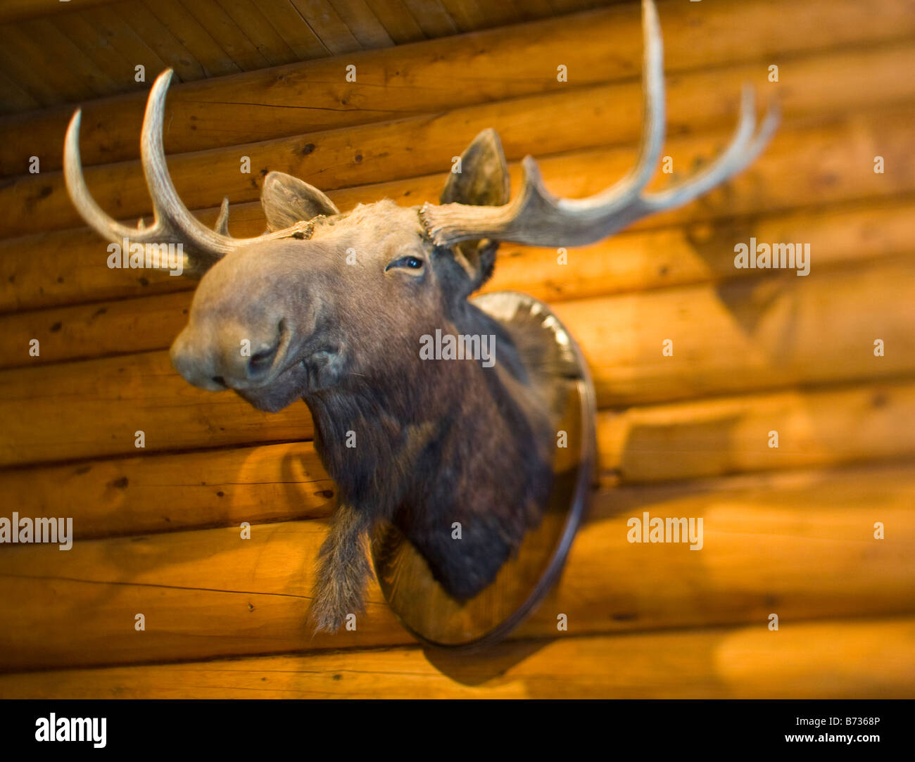A moose head on the wall of a lodge in Banff Canada Stock Photo - Alamy