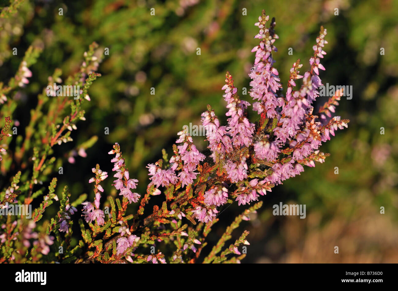 Morning Dew on Heather Calluna vulgaris Thursley Common Heath Stock ...