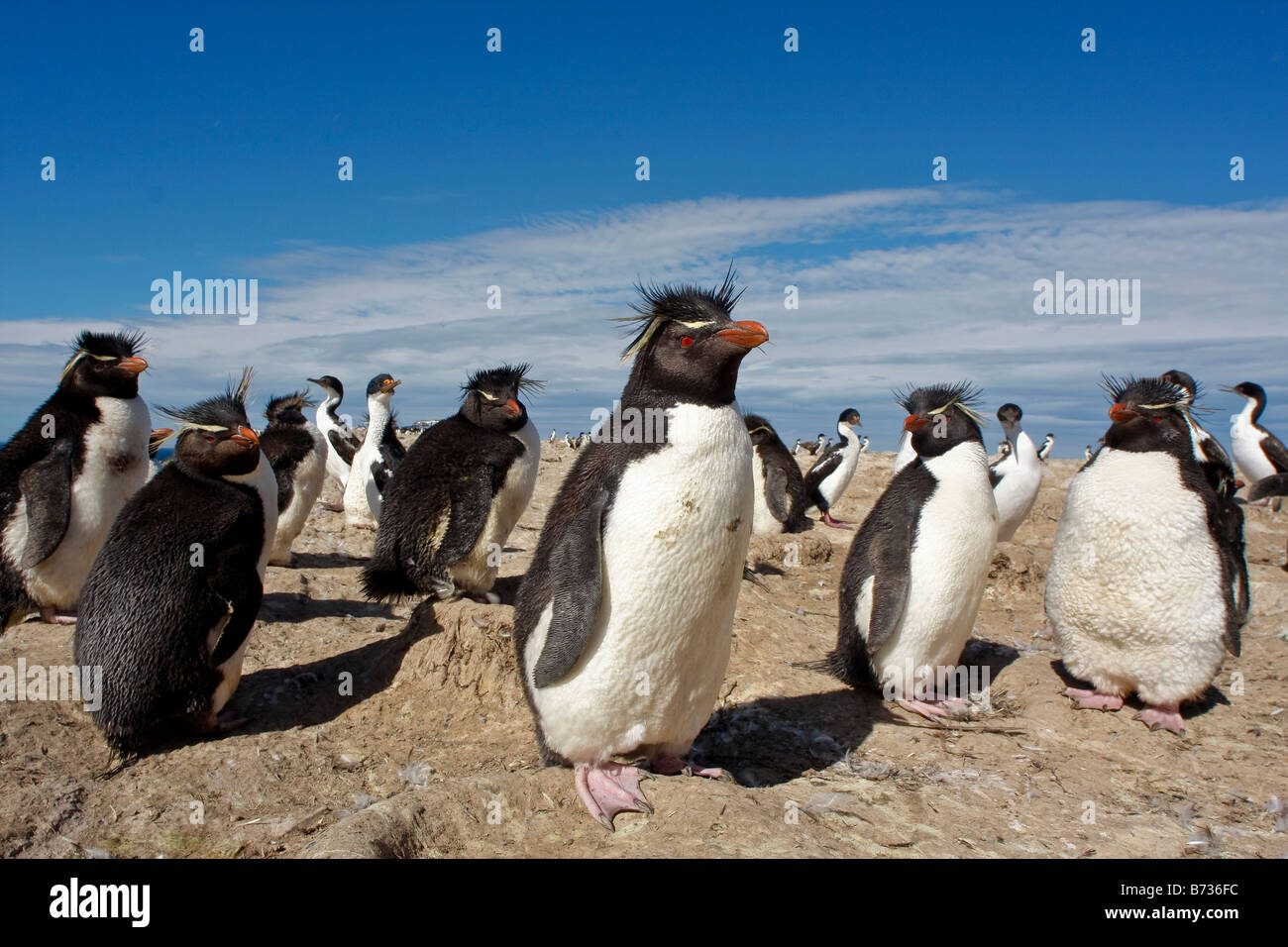 Penguin rockhopper nest hi-res stock photography and images - Alamy