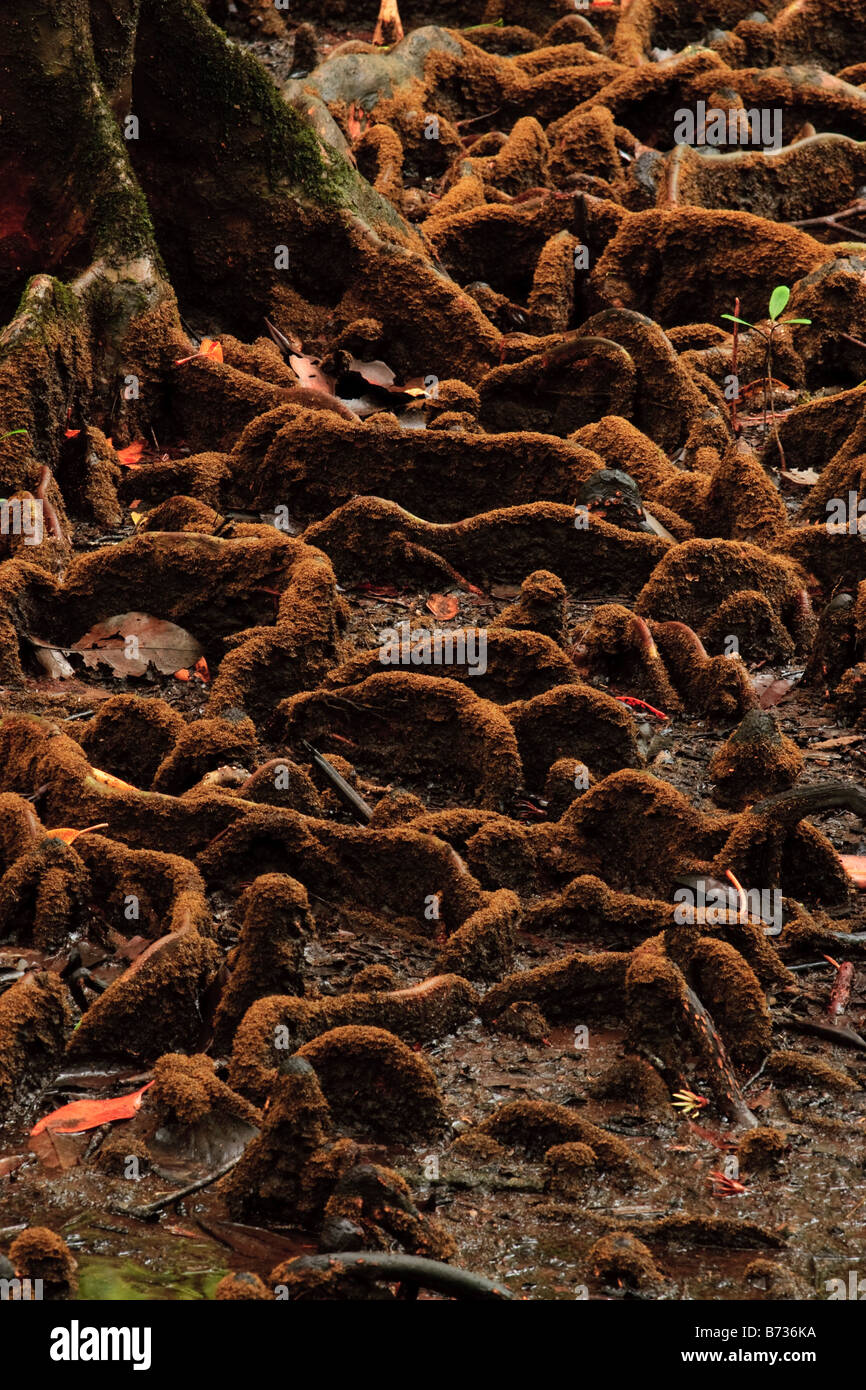 A close-up of the roots of a mangrove tree in a mangrove swamp in the ...