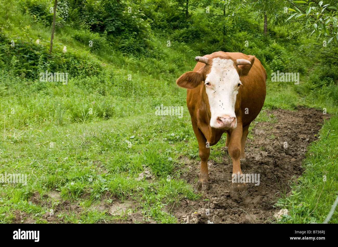 Farmer dairy cow poland hi-res stock photography and images - Alamy