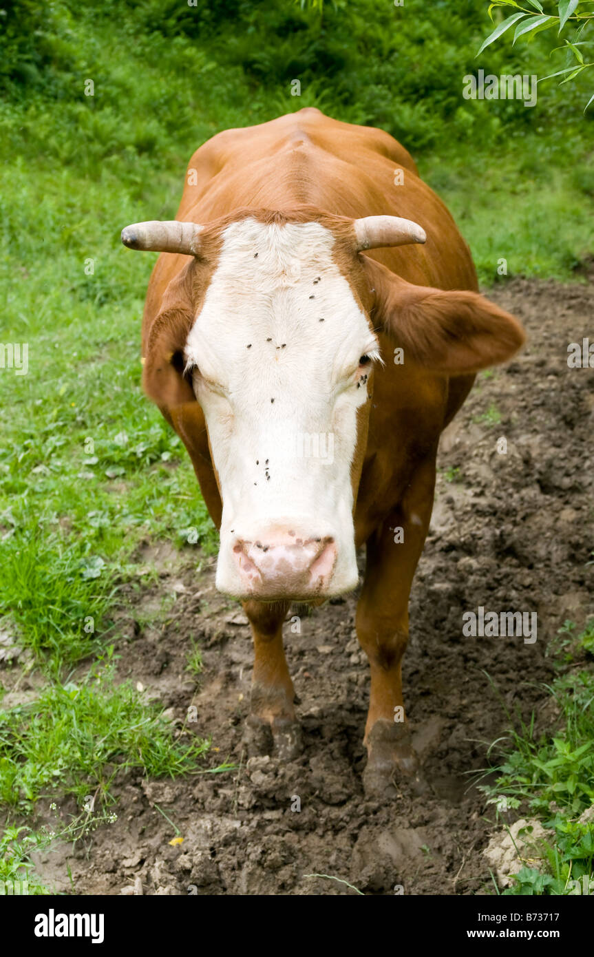 Farmer dairy cow poland hi-res stock photography and images - Alamy