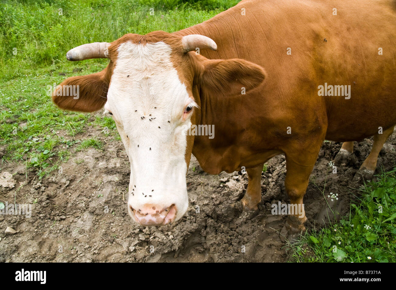 Farmer dairy cow poland hi-res stock photography and images - Alamy