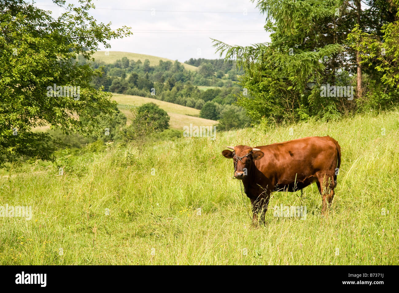 Red cow in meadow in Bieszczady Mountains, Poland Stock Photo - Alamy
