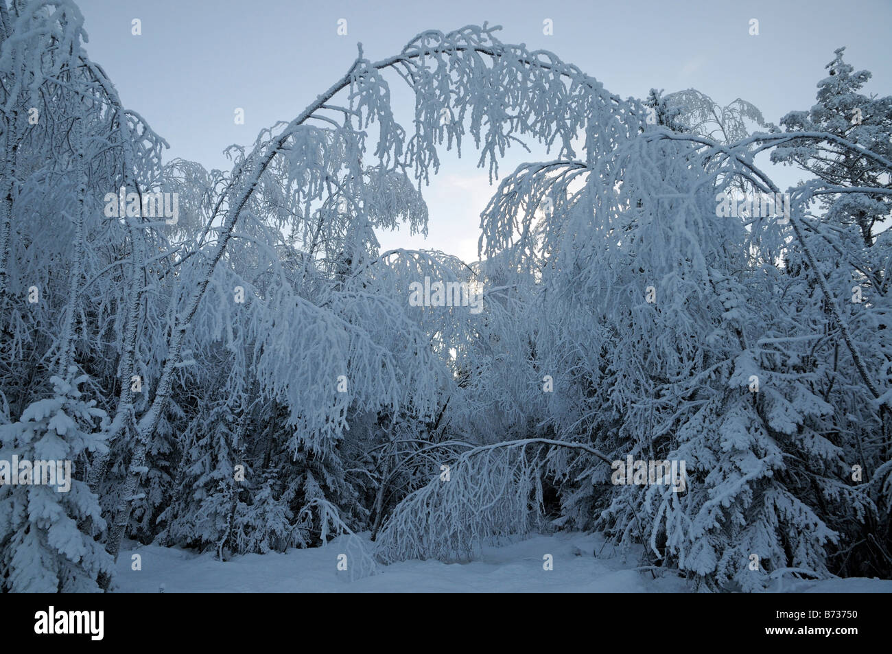 Frosted tree hi-res stock photography and images - Alamy