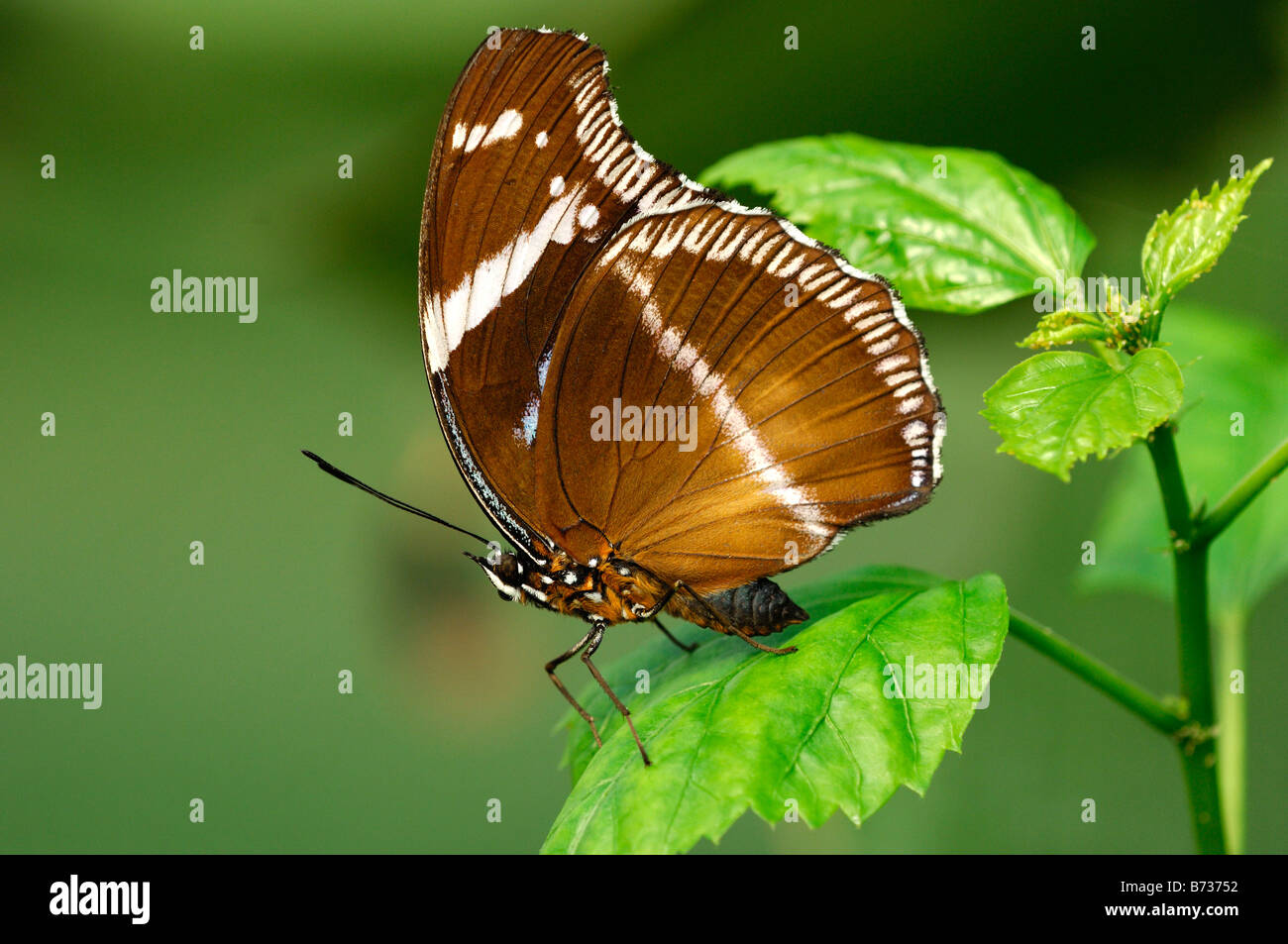 Common Eggfly Butterfly, Blue Moon Butterfly, Hypolimnas bolina Stock ...