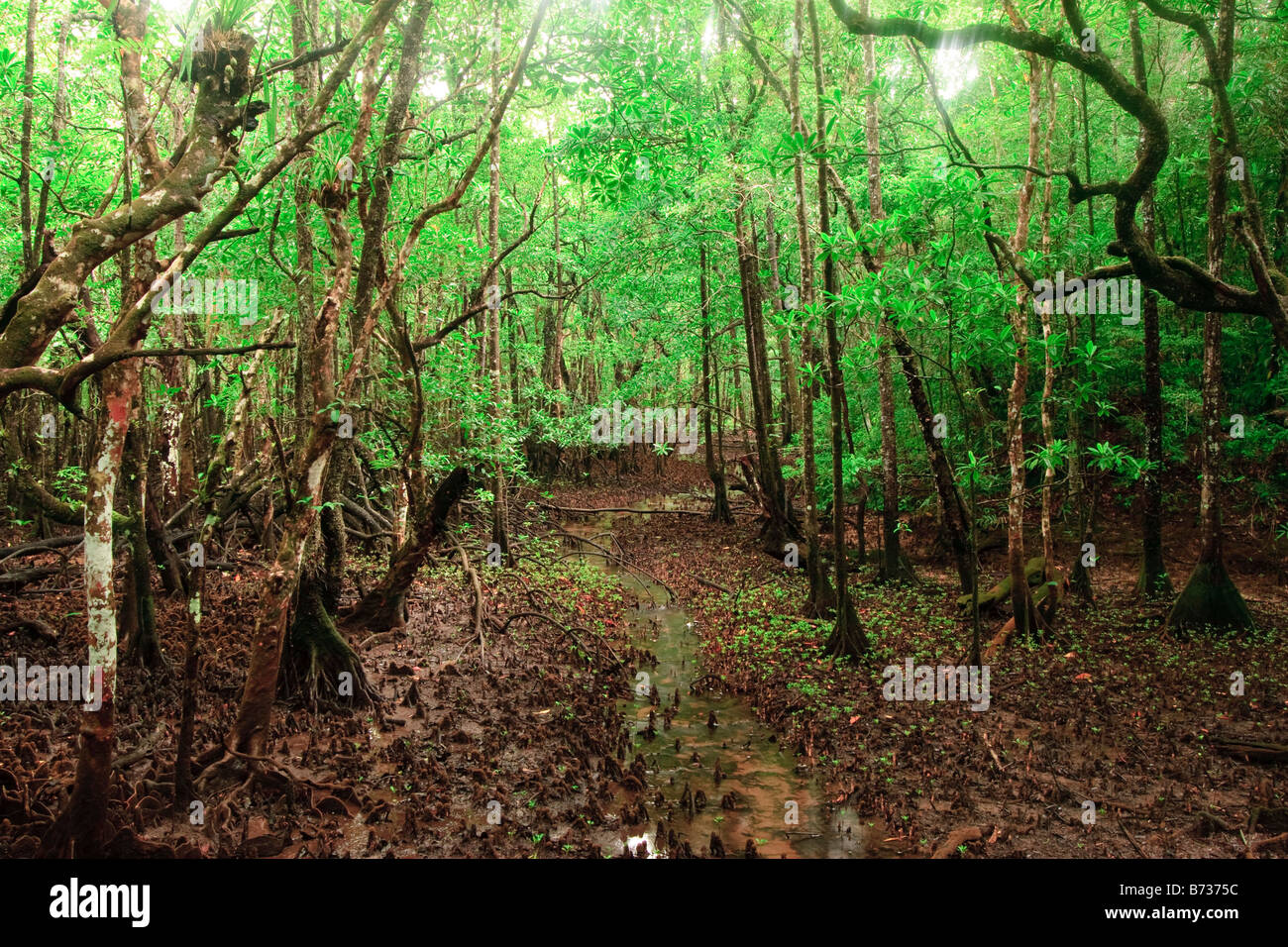 A mangrove swamp in the lowlands of Daintree National Park, Queensland ...