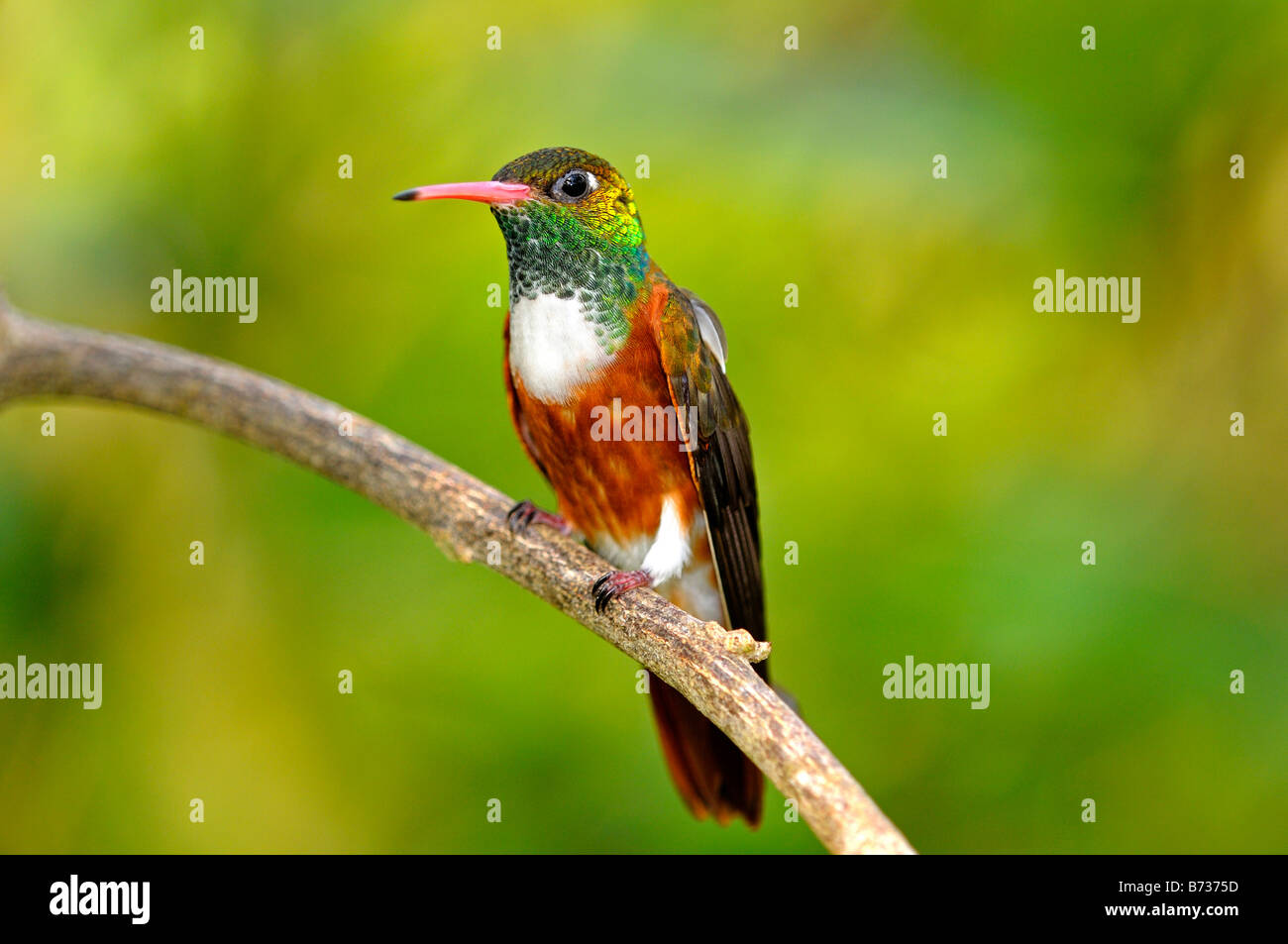 Tropical rainforest animals hi-res stock photography and images - Alamy
