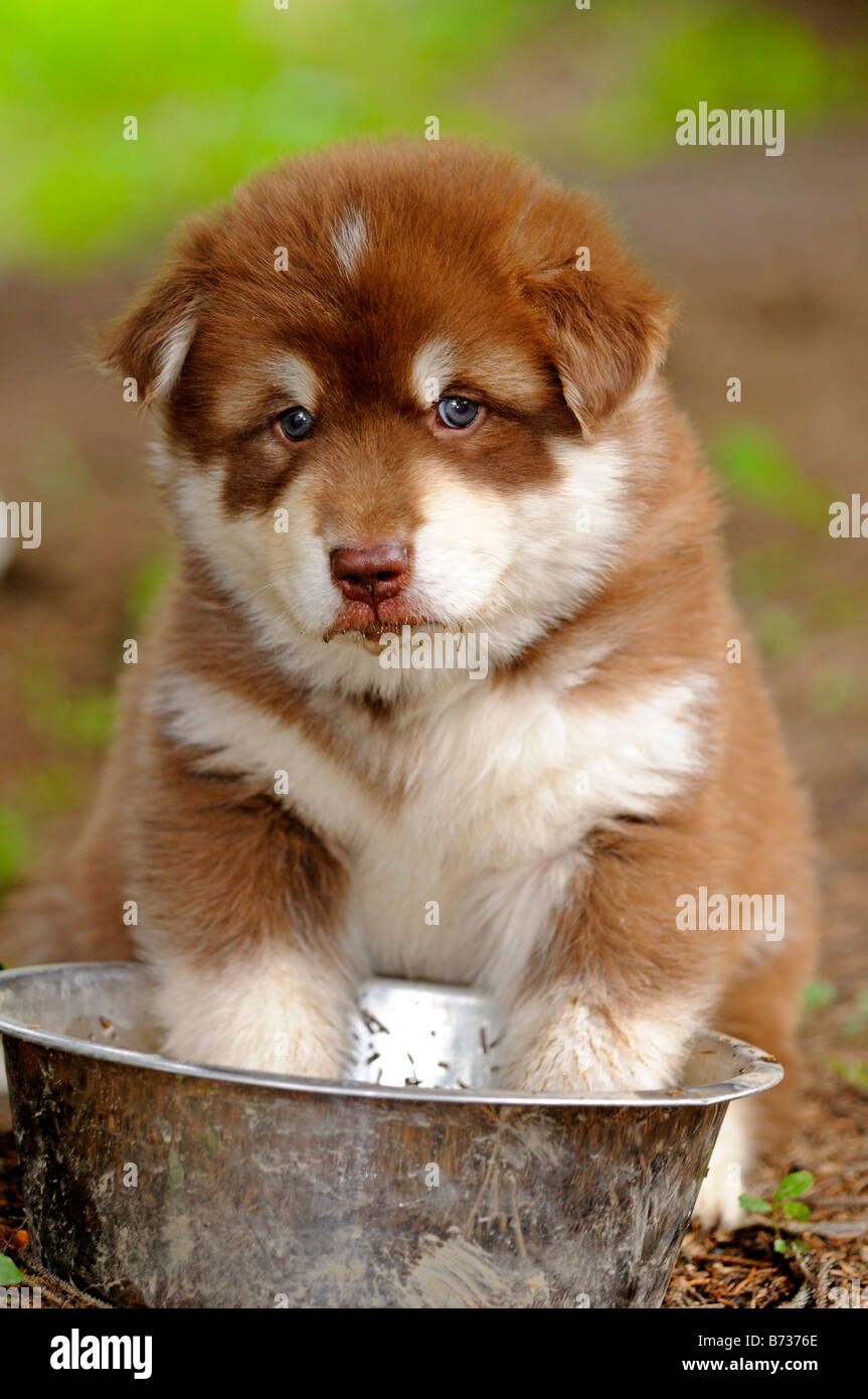 Dog days, a sweating Greenland Dog puppy coolig its paws in a water ...