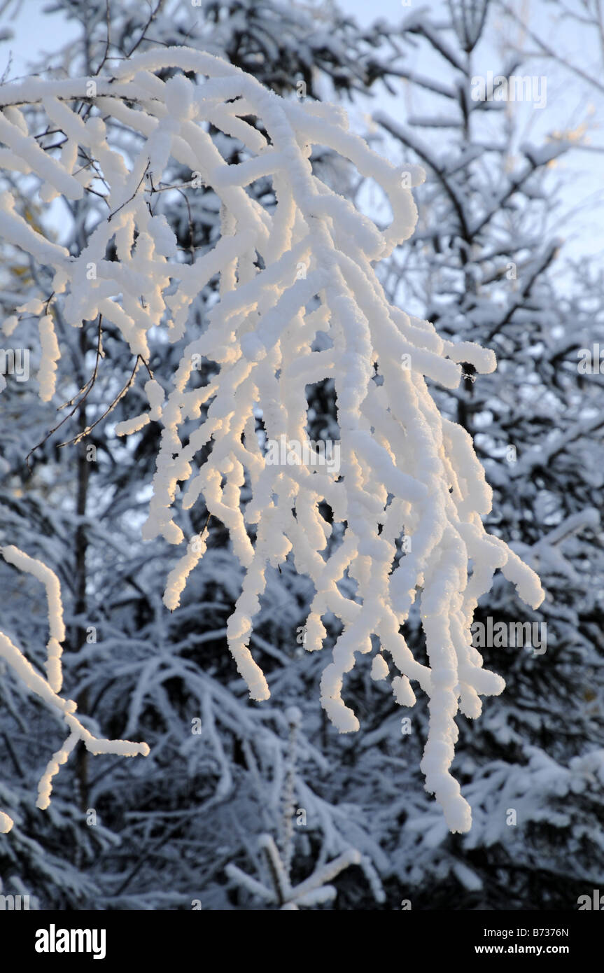 Frosted tree hi-res stock photography and images - Alamy