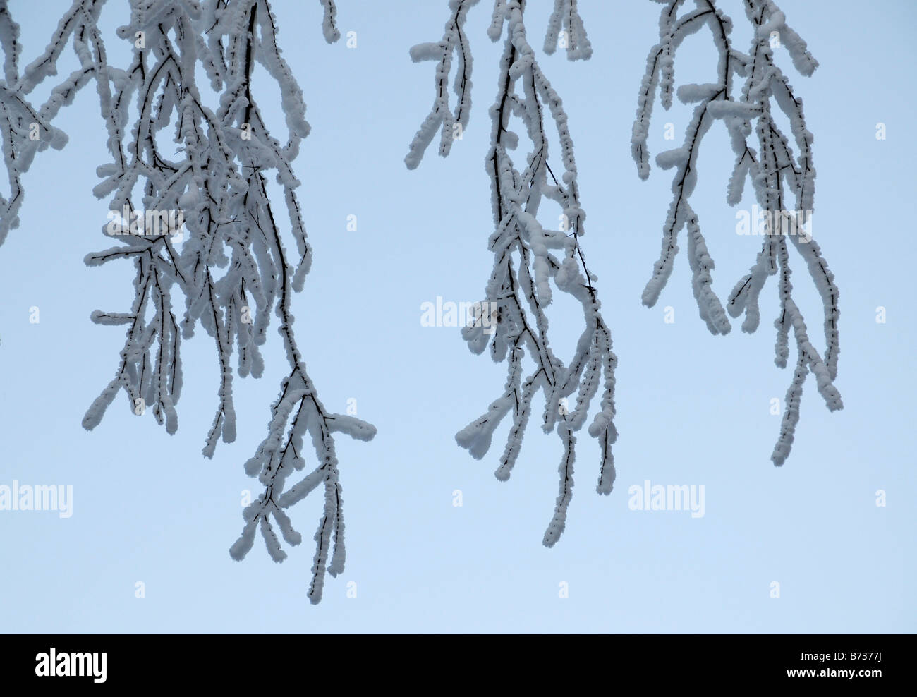 Frosted frozen freezing cold tree hi-res stock photography and images ...