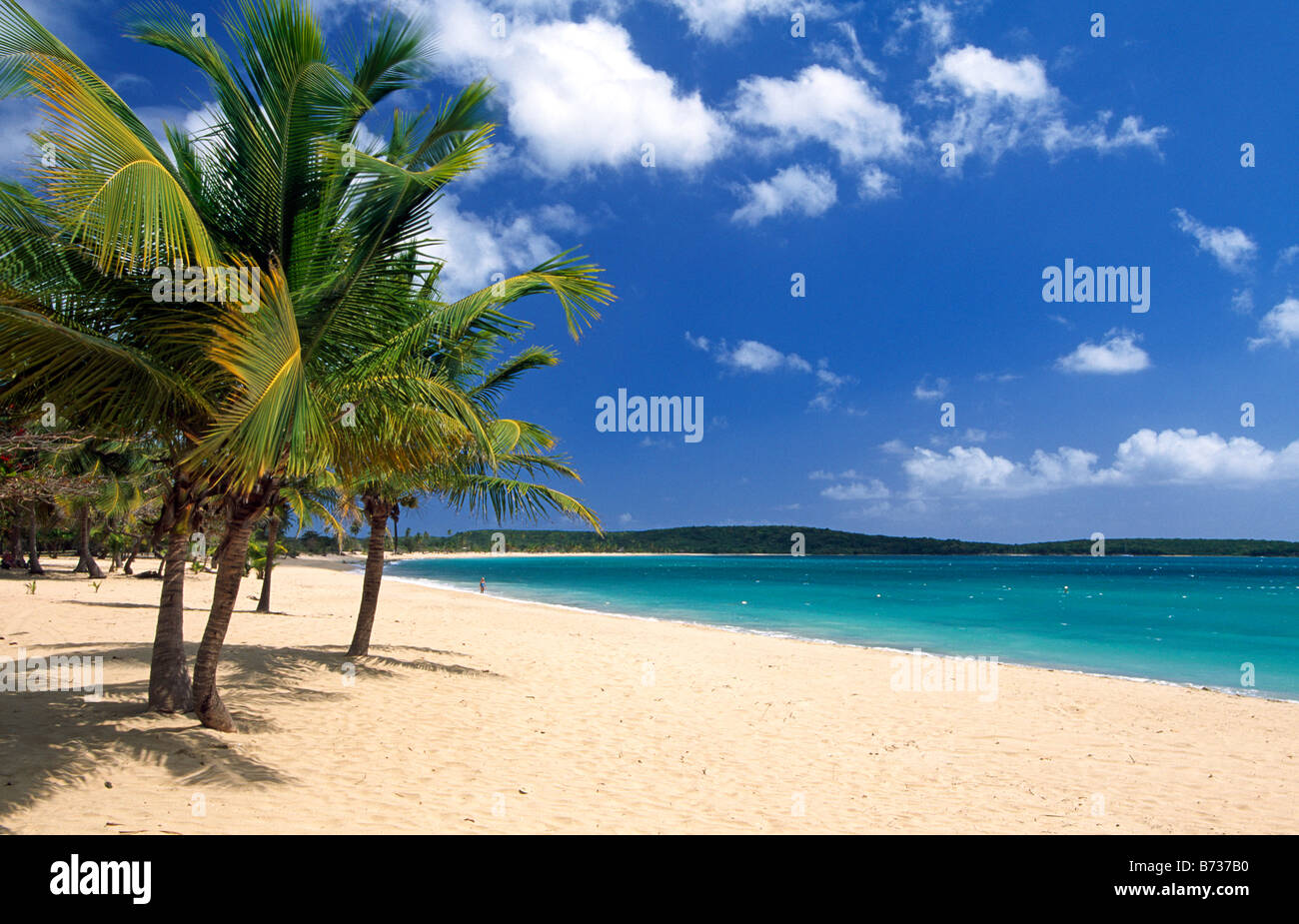 Sun Bay Beach on Vieques Island Puerto Rico Caribbean Stock Photo ...