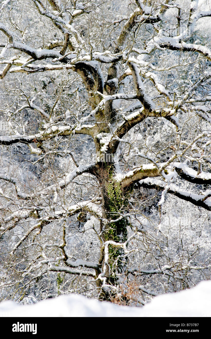 Snow covered oak tree hi-res stock photography and images - Alamy