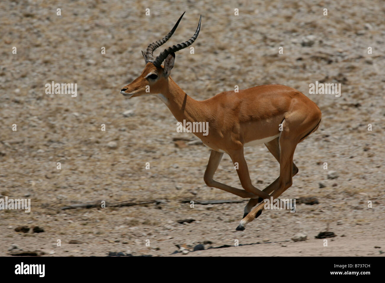 Male impala running from predator Stock Photo - Alamy
