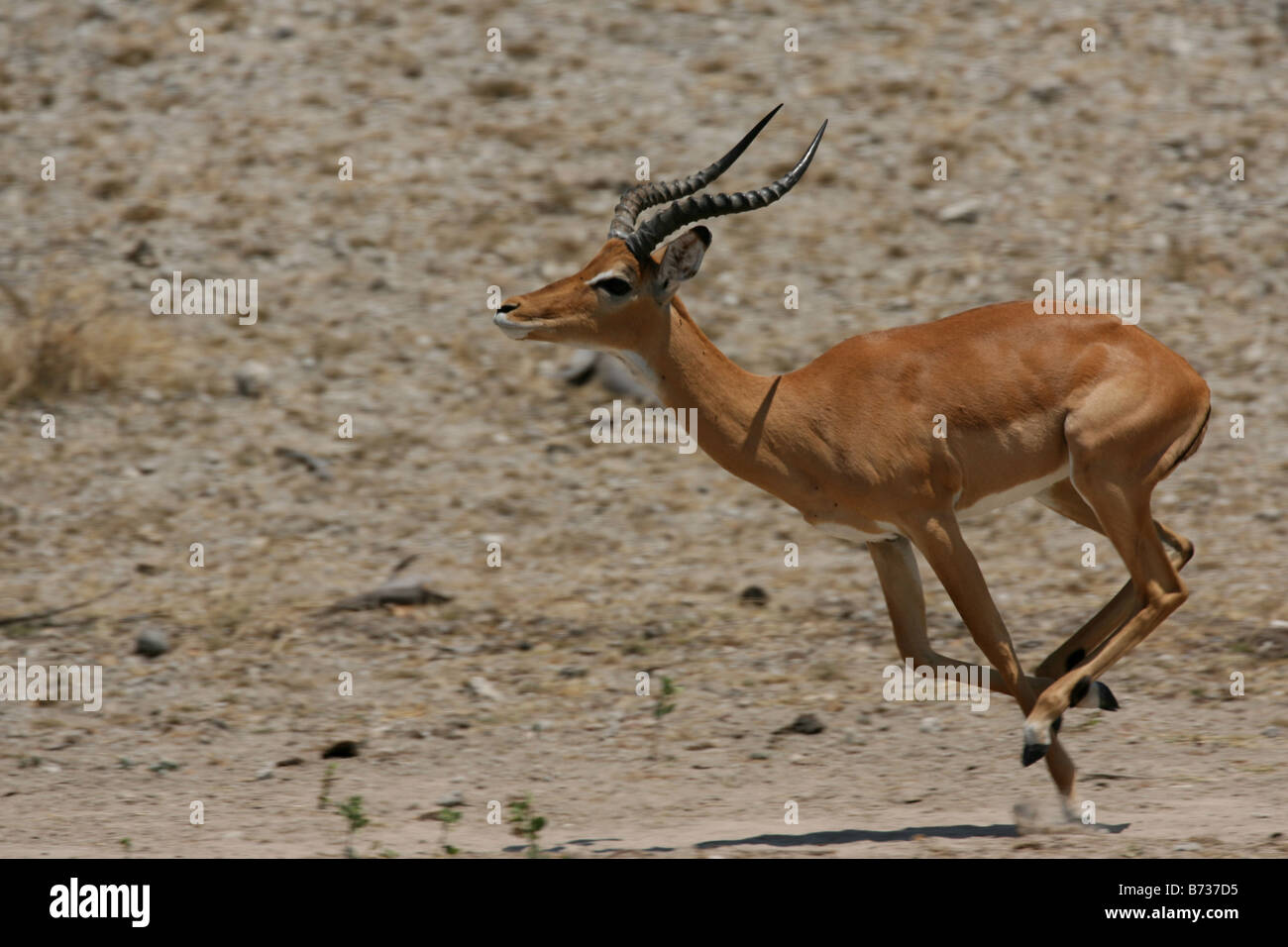 Male impala running from predator Stock Photo - Alamy
