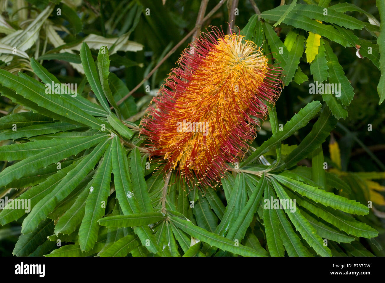 An australian shrub River Banksia Banksia seminuda Australia Stock ...