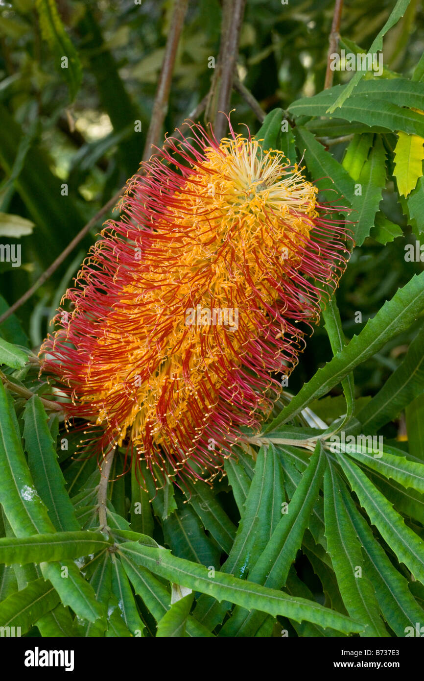 An australian shrub River Banksia Banksia seminuda Australia Stock ...