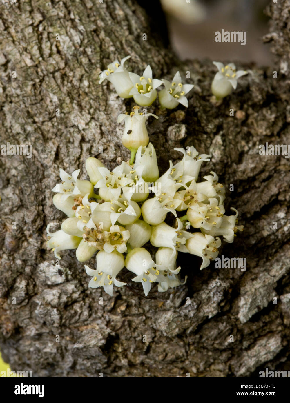 Anchor plant or crucifixion thorn Colletia paradoxa with flowers and ...