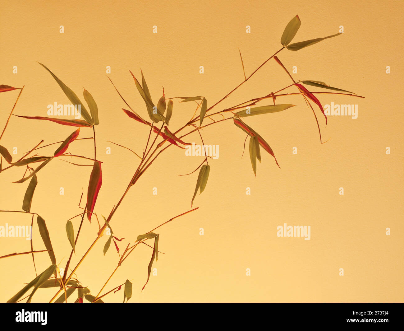 Bamboo plant hi-res stock photography and images - Alamy