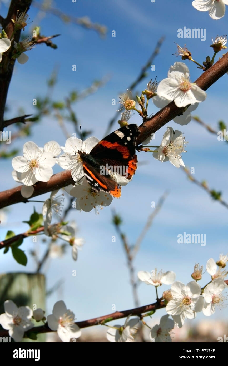 A beautiful butterfly in a sunny spring day Stock Photo - Alamy