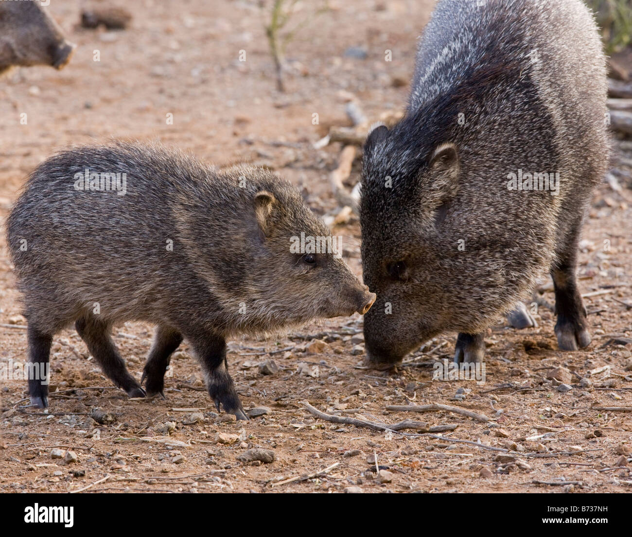 Group of peccaries hi-res stock photography and images - Alamy