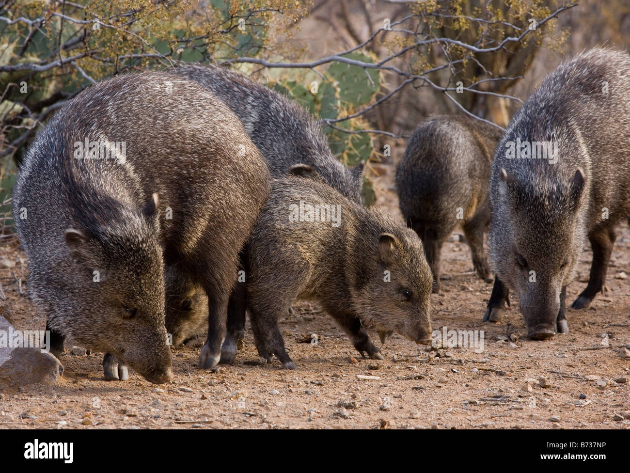 Family group of Collared Peccaries Tayassu tajacu also known as ...