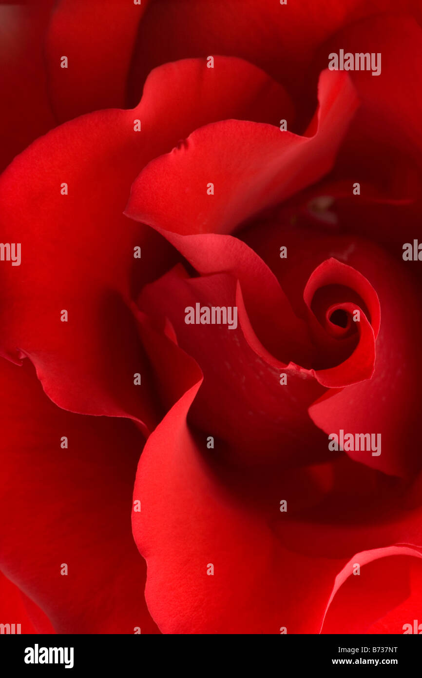 red rose closeup background with twirling petals Stock Photo - Alamy