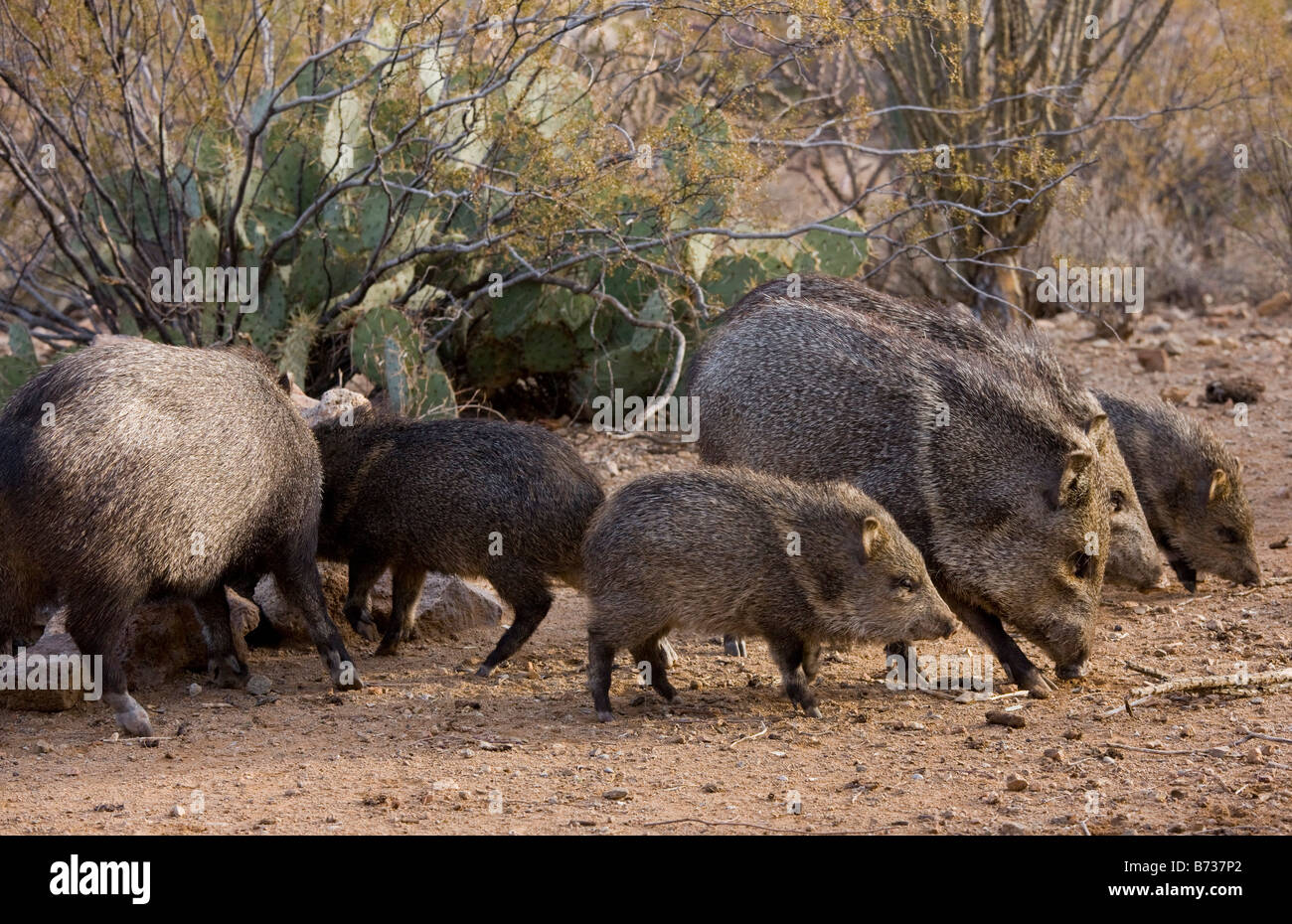 Javelina family hi-res stock photography and images - Alamy