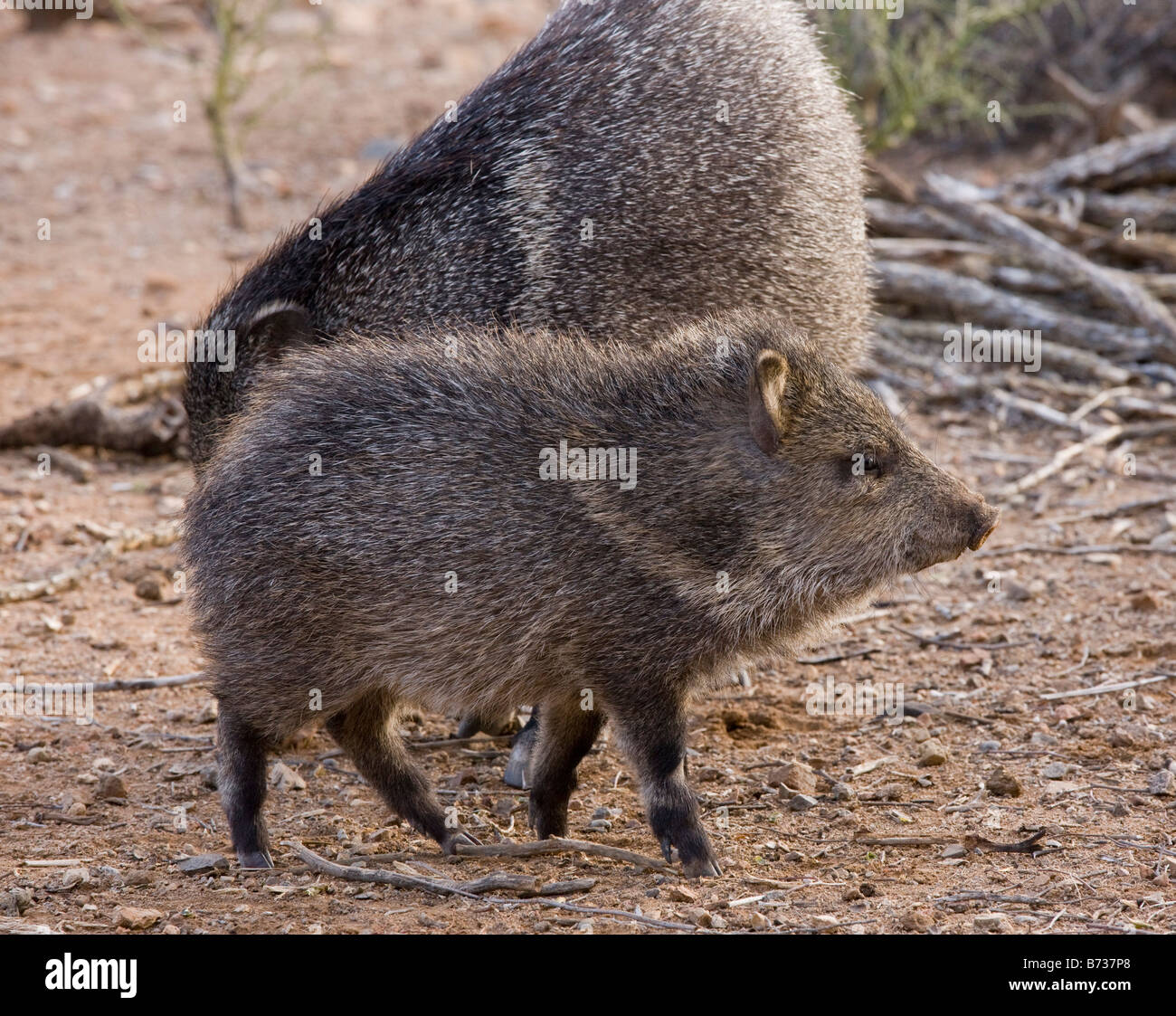 Family group of Collared Peccaries Tayassu tajacu also known as ...