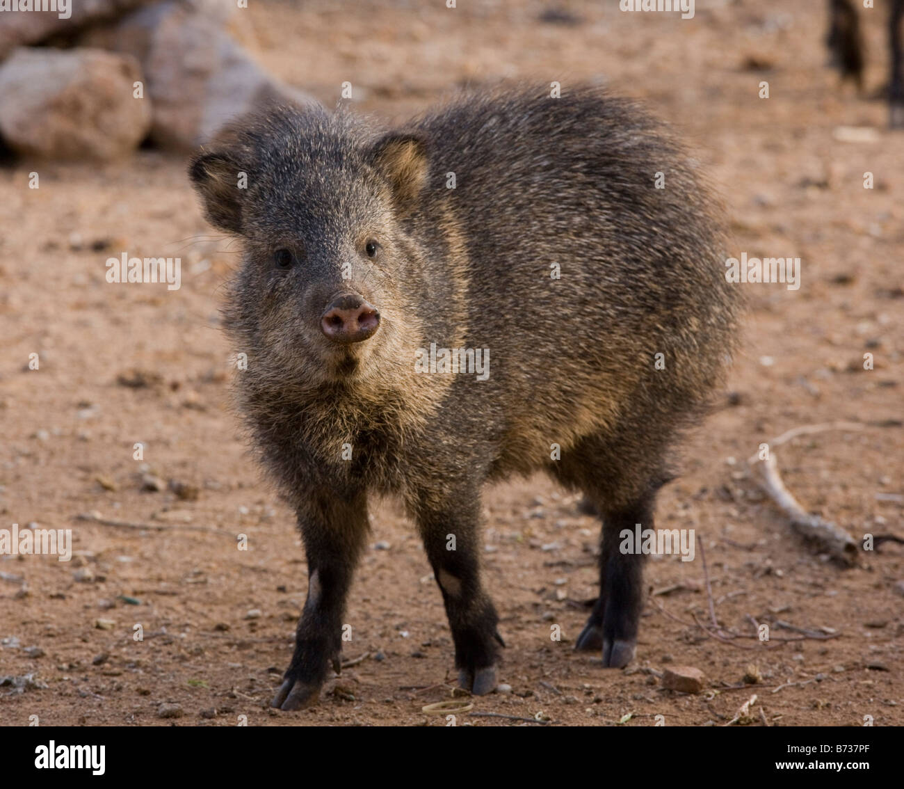 Collared Peccary Tayassu tajacu also known as Javelinas in the desert ...