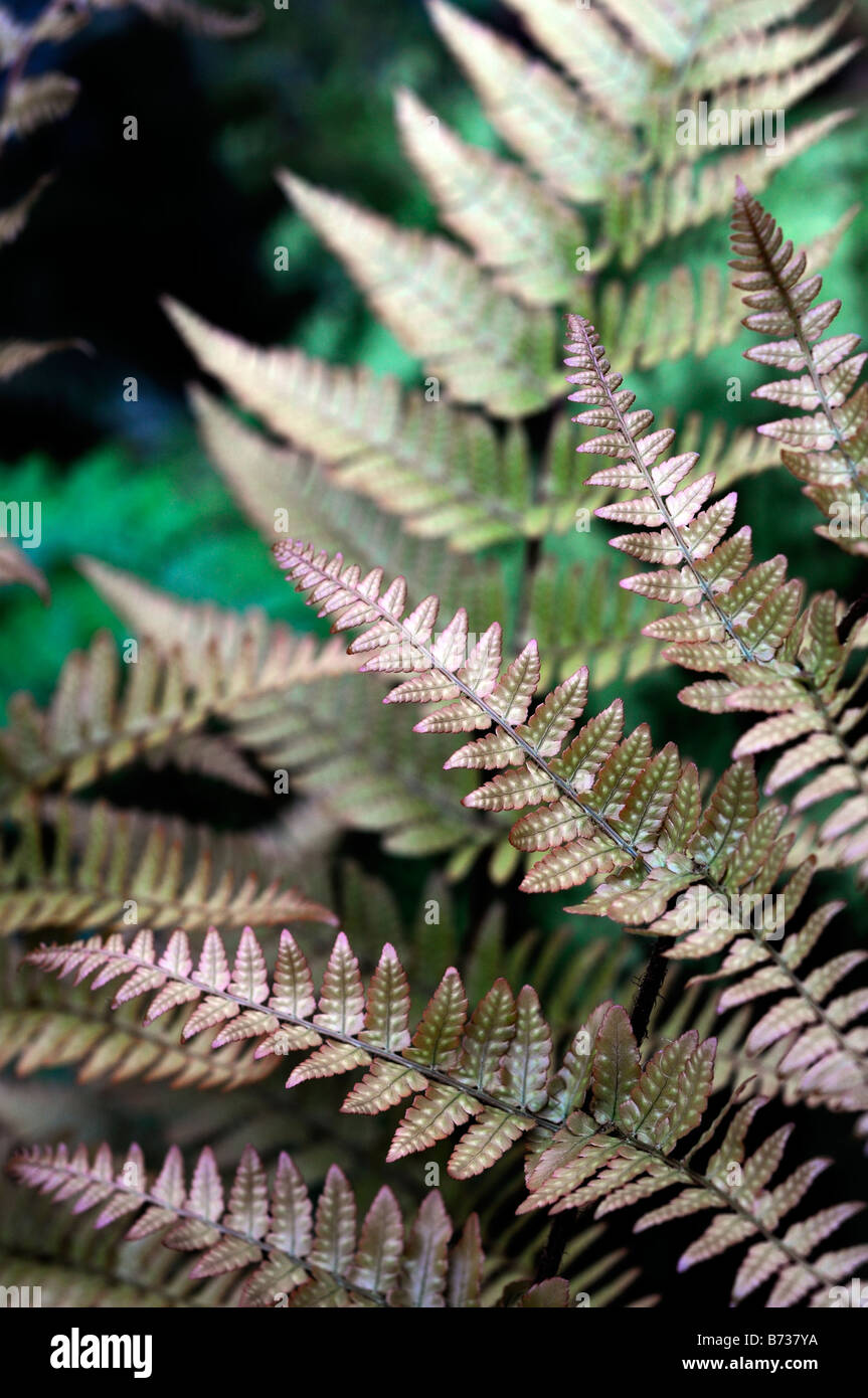 DRYOPTERIS ERYTHROSORA JAPANESE SHIELD FERN COPPER colour color ... DRYOPTERIS ERYTHROSORA JAPANESE SHIELD FERN COPPER colour color ...
