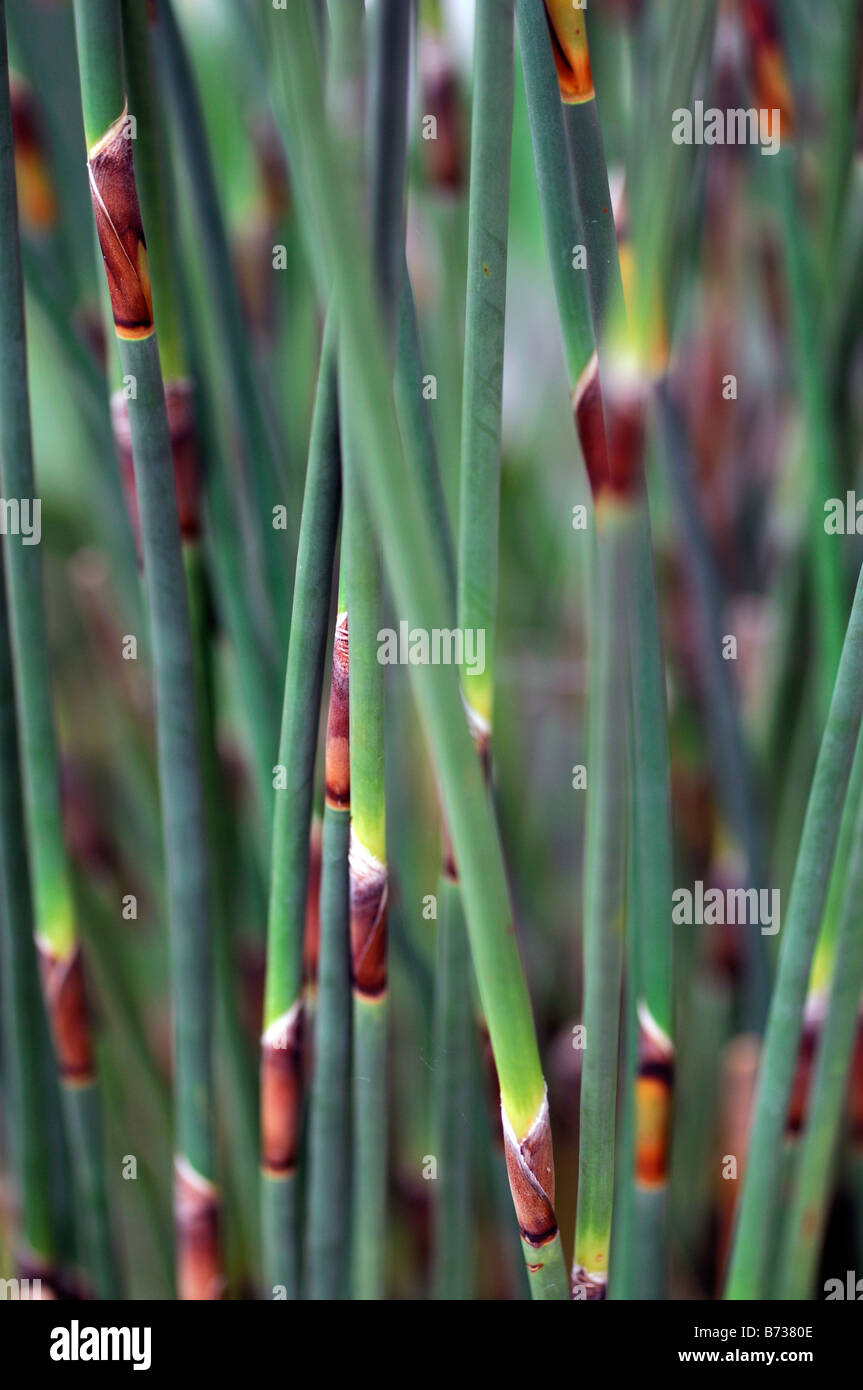 Long thin stems hi-res stock photography and images - Alamy