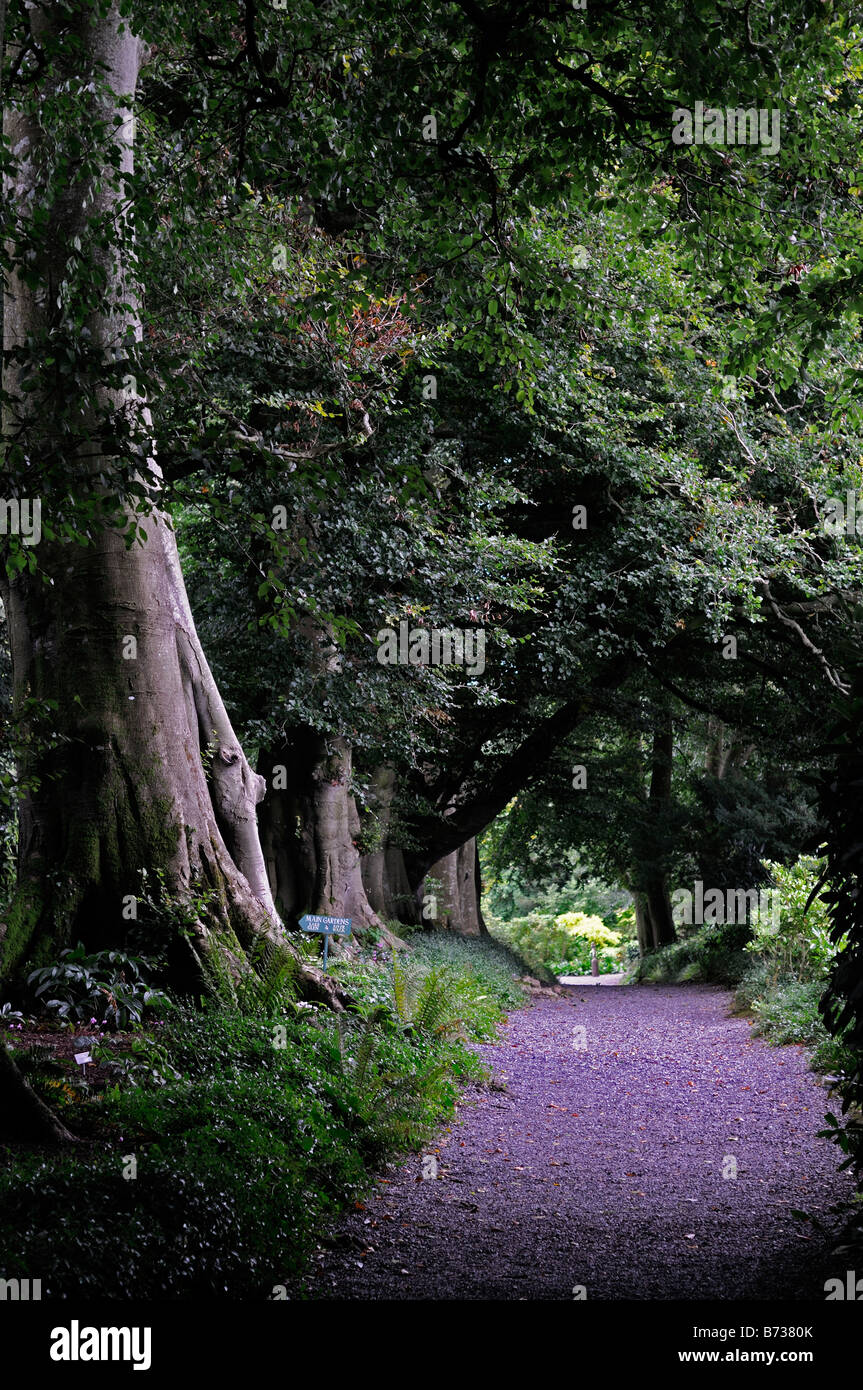 beech tree avenue walk path dull day altamont gardens carlow ireland ...