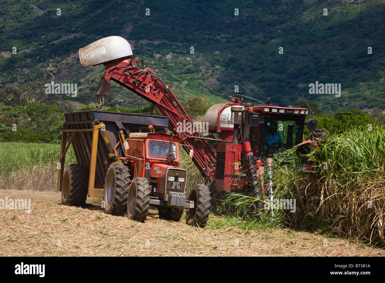 Harvesting sugar cane on a farm using a tractor trailer and combine ...