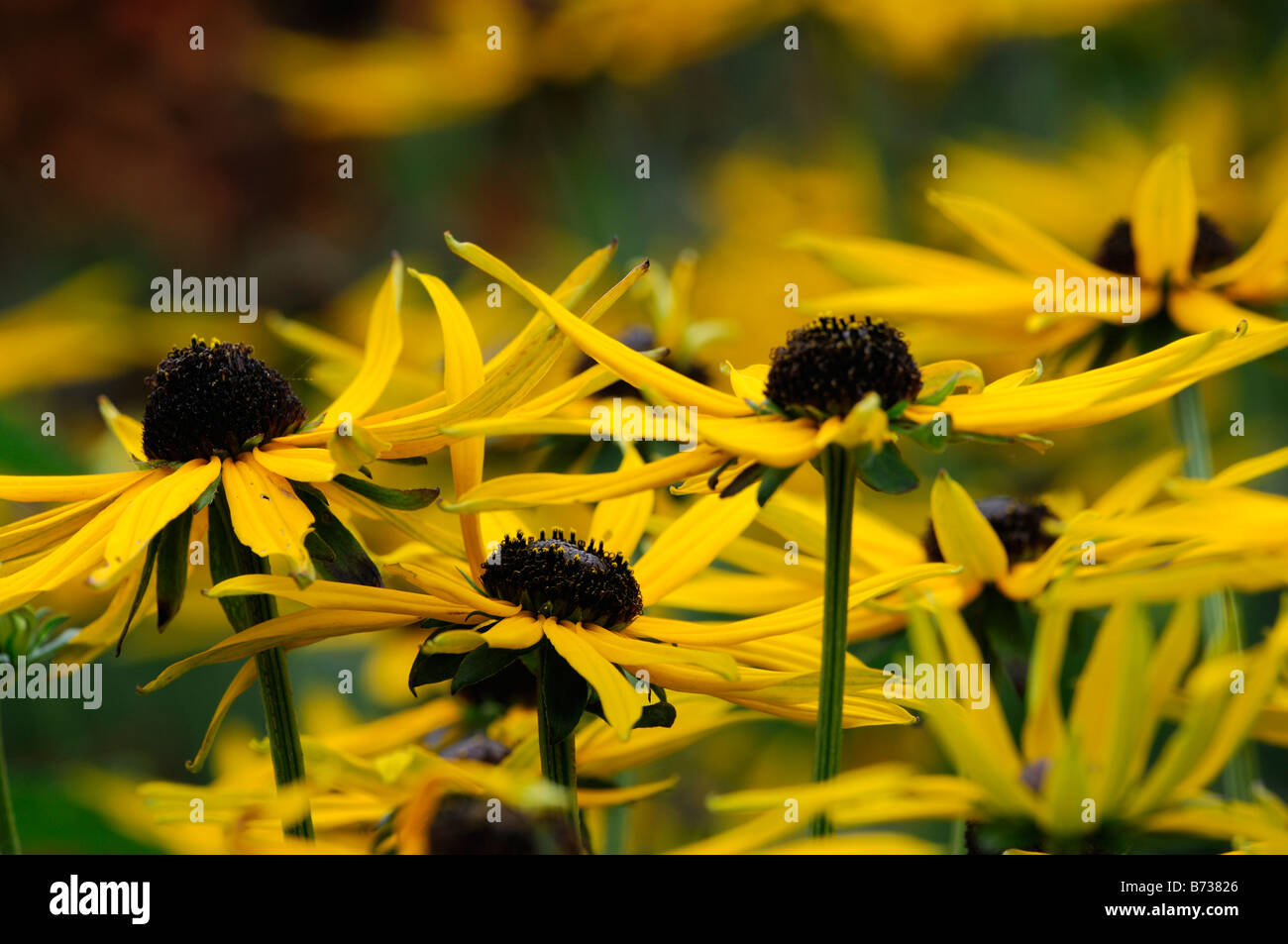 rudbeckia hirta black-eyed susan flower bloom perennial blossom late ...