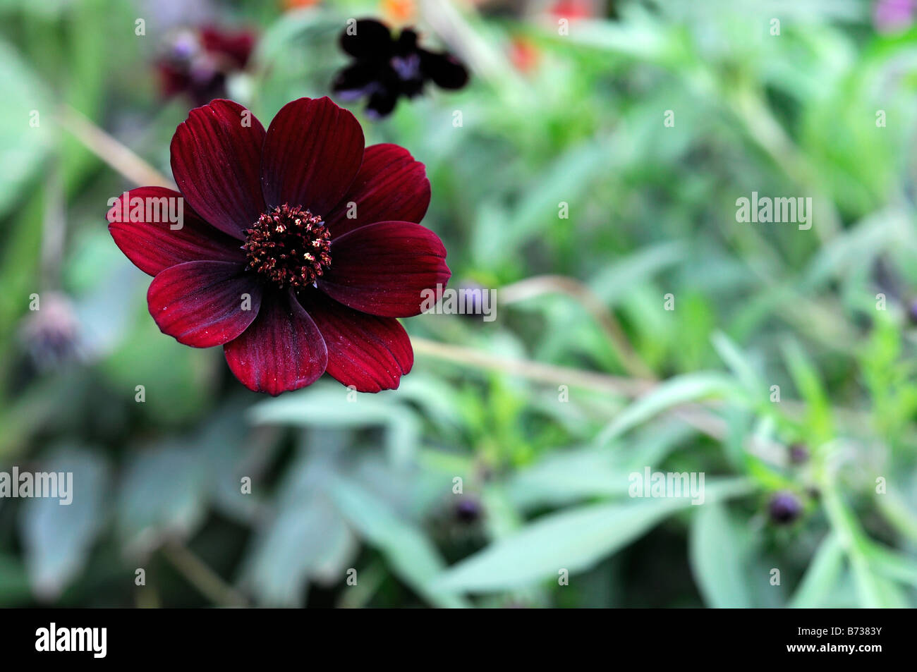 Chocolate cosmos hi-res stock photography and images - Alamy