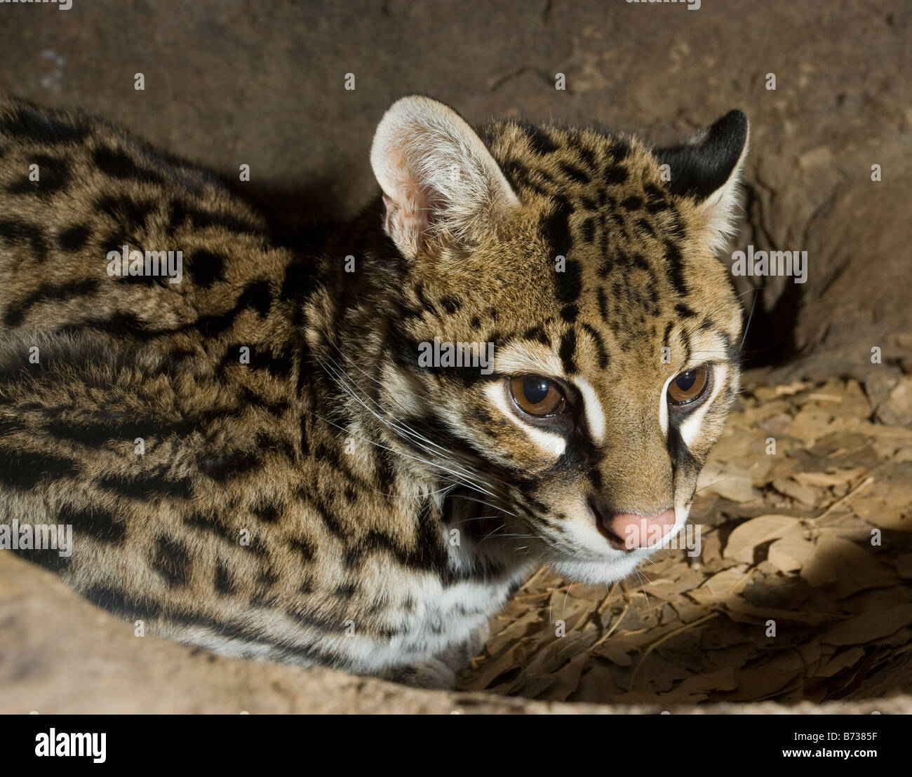 What Would Happen If Ocelots Went Extinct