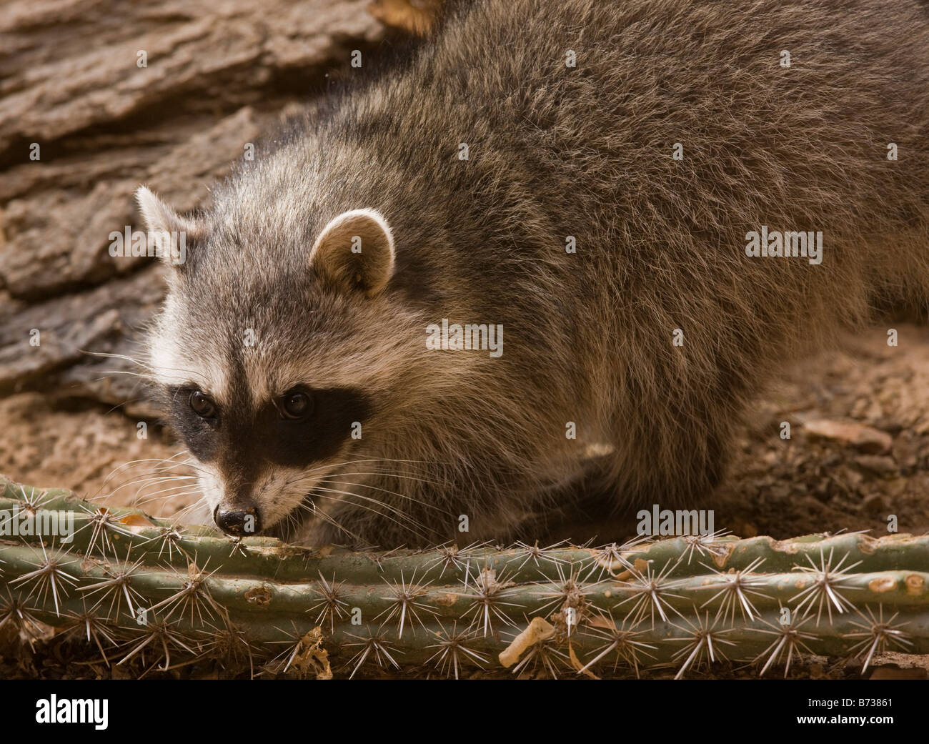 Raccoon night hi-res stock photography and images - Alamy