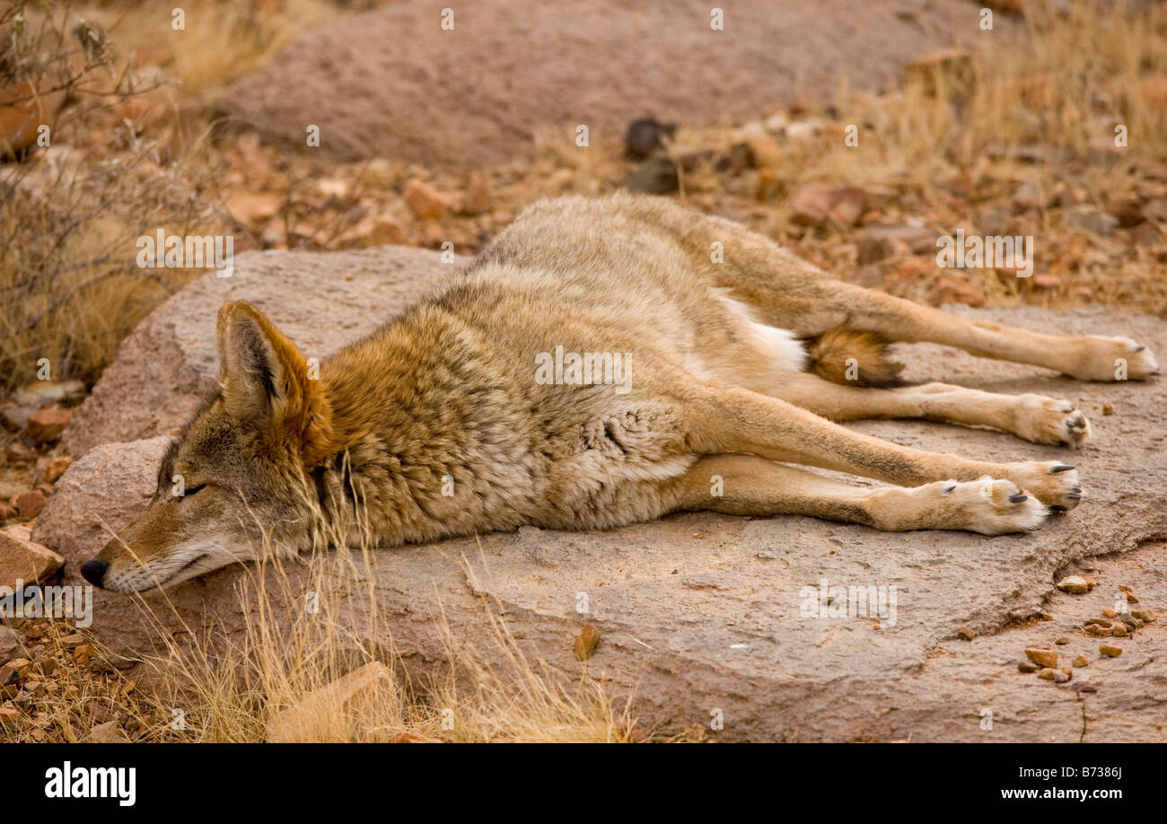 Coyote Canis latrans Arizona Widespread throughout North America Stock ...