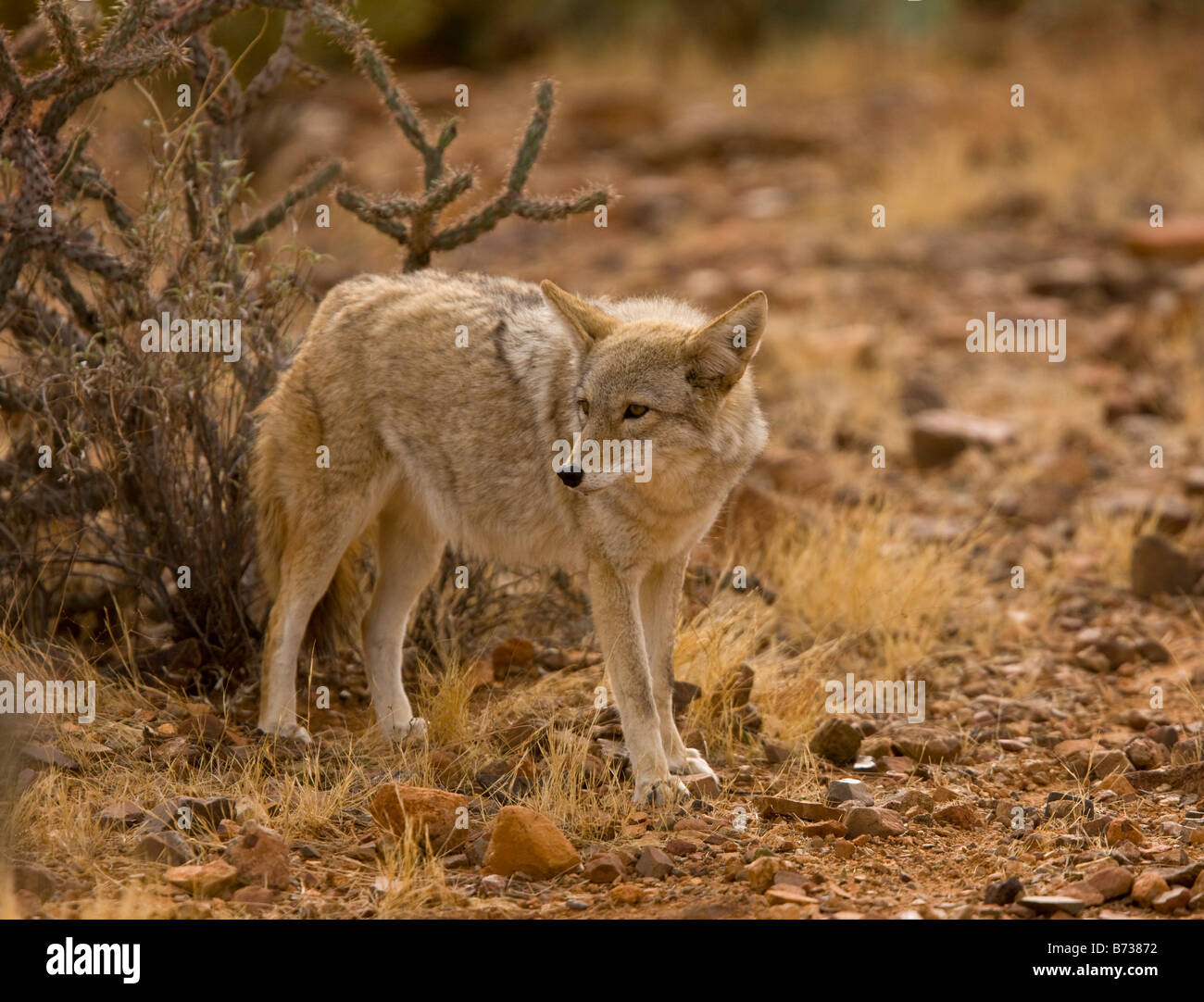 Arizona coyote animal hi-res stock photography and images - Alamy