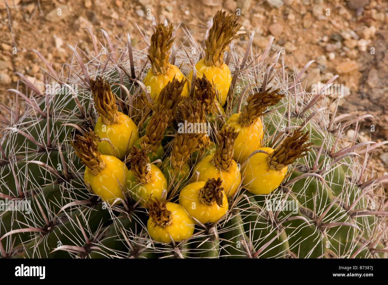 Fishhook barrel cactus hi-res stock photography and images - Alamy