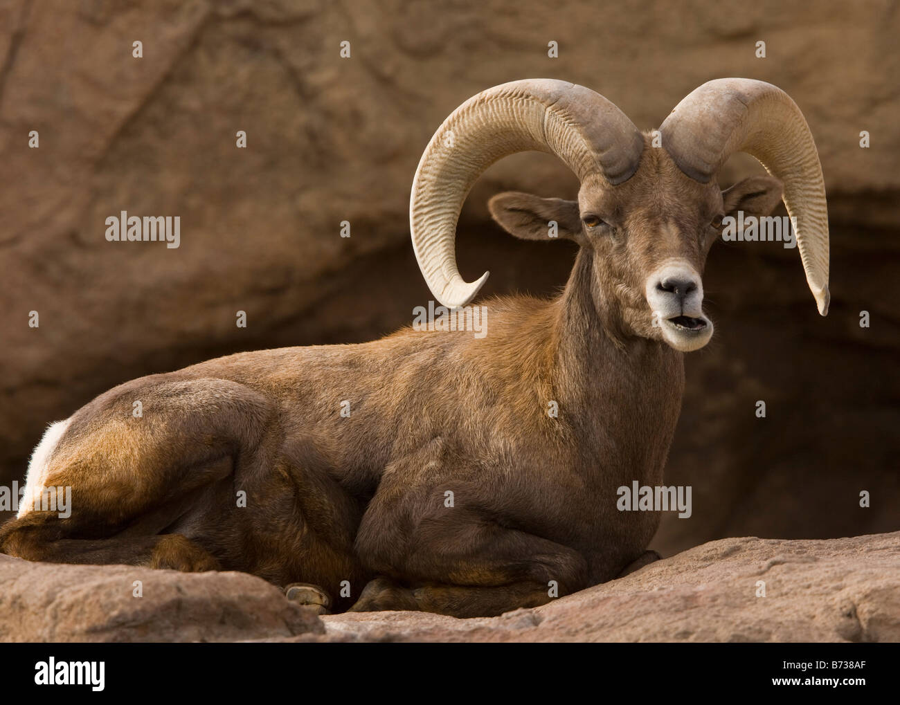 Ovis canadensis mexicana hi-res stock photography and images - Alamy