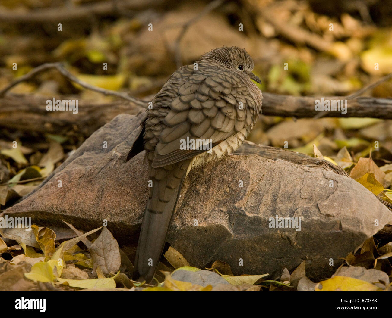Inca dove Columbina inca perched on rock Sonoran desert Arizona Stock ...