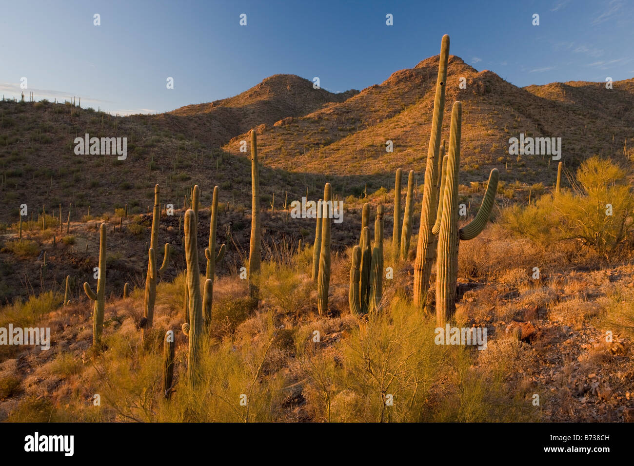 Giant Cactus or Saguaro Carnegiea gigantea in the Saguaro National Park ...