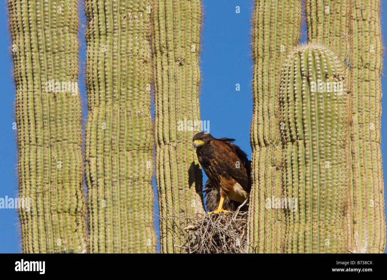 Harris hawk nest hi-res stock photography and images - Alamy