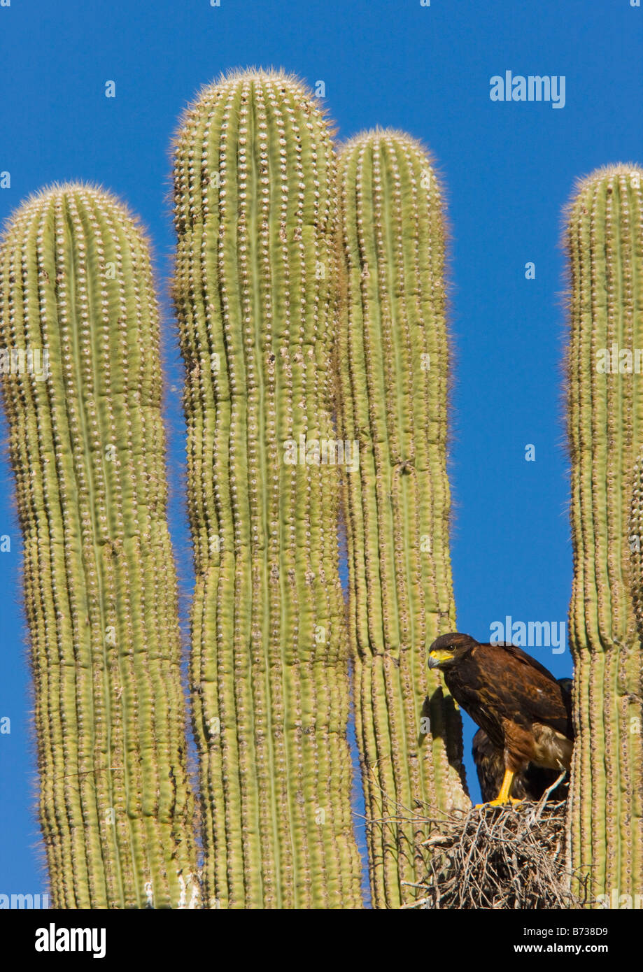 Desert Hawk Stock Photos & Desert Hawk Stock Images - Alamy